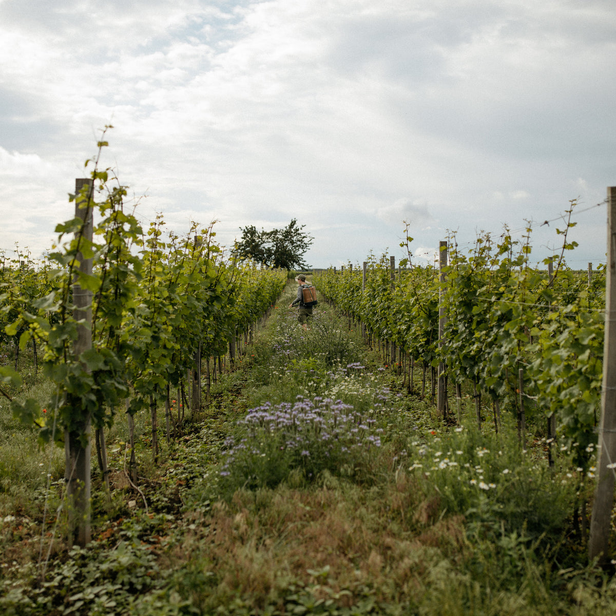 Schödl - Barrel Down Selections