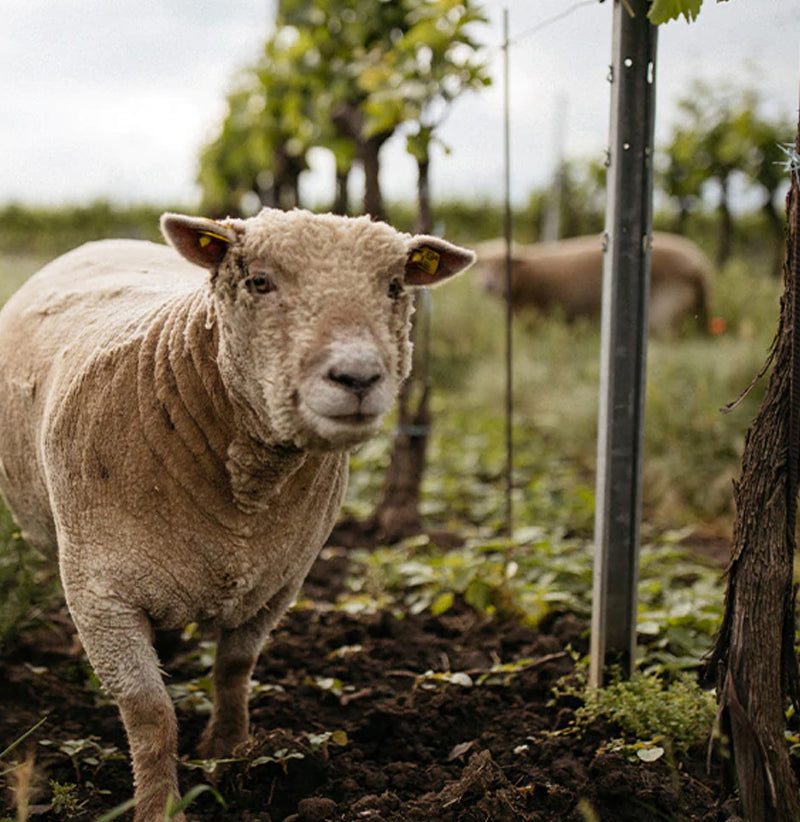 About - Barrel Down Selections
